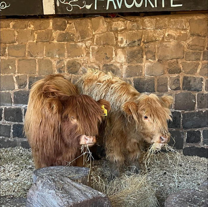 Day Events – Kryal Castle